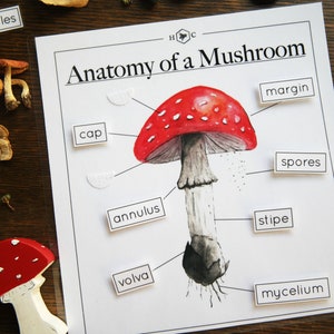Anatomy of a Mushroom Mini-poster and Student Assessment | Nature Study ...