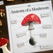 Anatomy of a Mushroom Mini-poster and Student Assessment | Nature Study ...