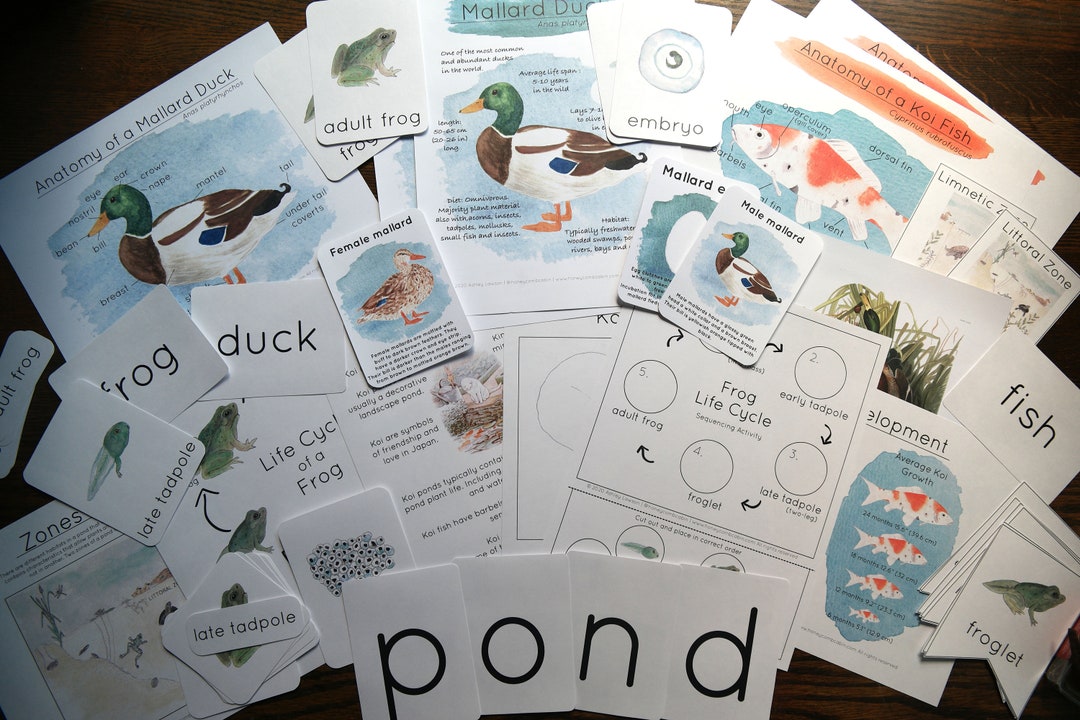 Pond Bundle - Mallard, Koi, Frog Life Cycle | Charlotte Mason ...