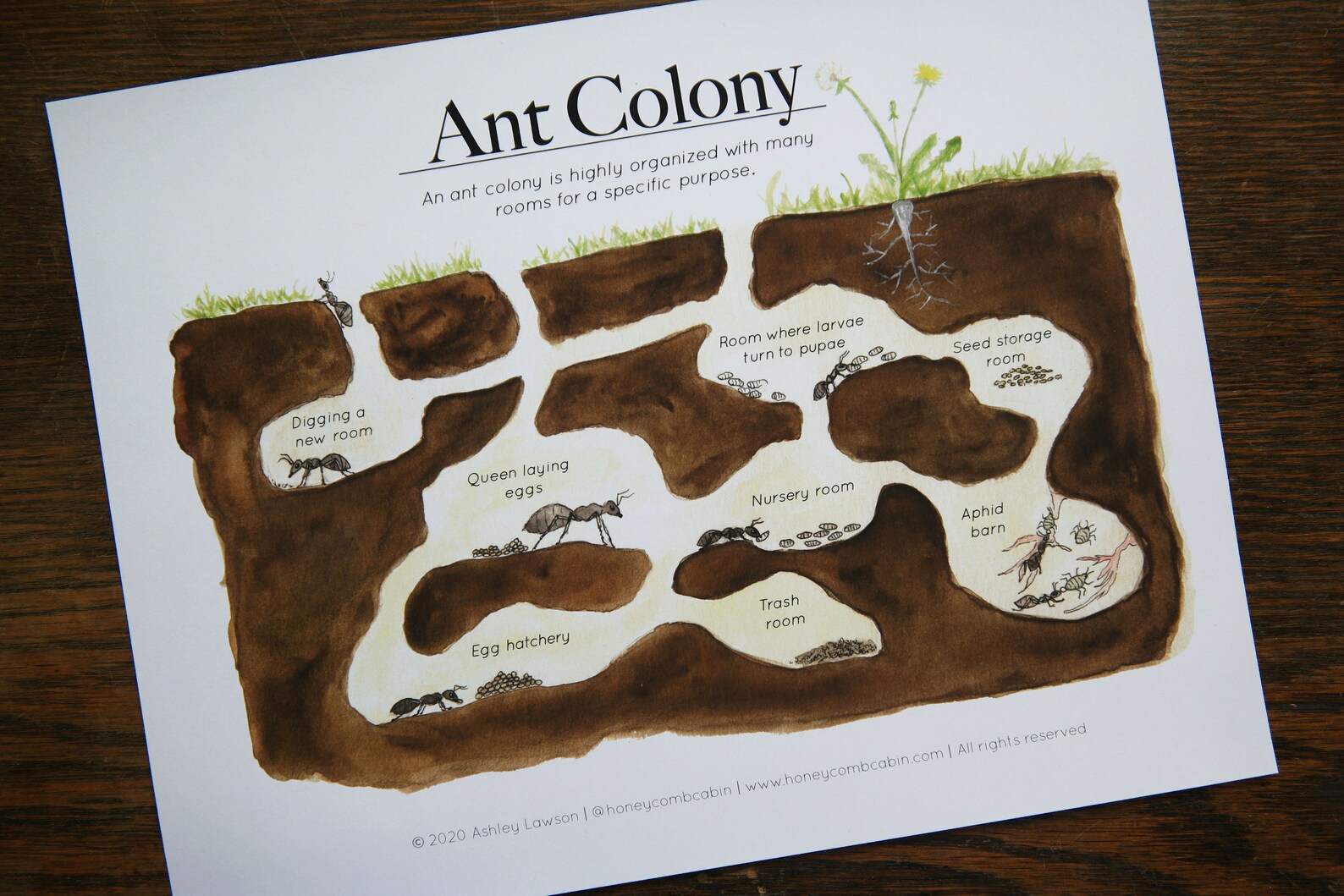 Ant Bundle Charlotte Mason Nature Study Homeschool Printable - Etsy