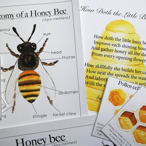 Honey Bee Bundle | Nature Study Charlotte Mason Homeschool Printable - Etsy