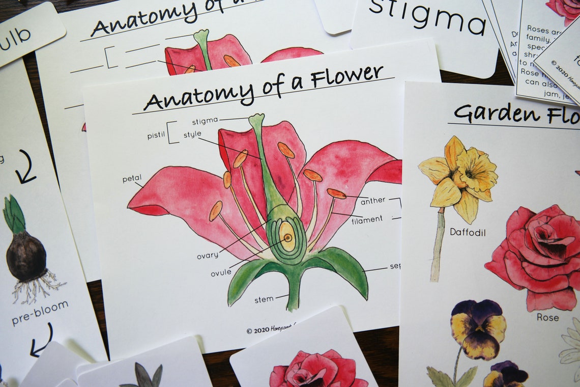 Flower Bundle Charlotte Mason Nature Study Homeschool - Etsy