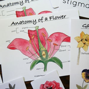 Flower Bundle | Charlotte Mason Nature Study Homeschool Printable - Etsy