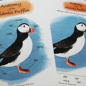 Puffin Study | Charlotte Mason Nature Study Homeschool Printable - Etsy