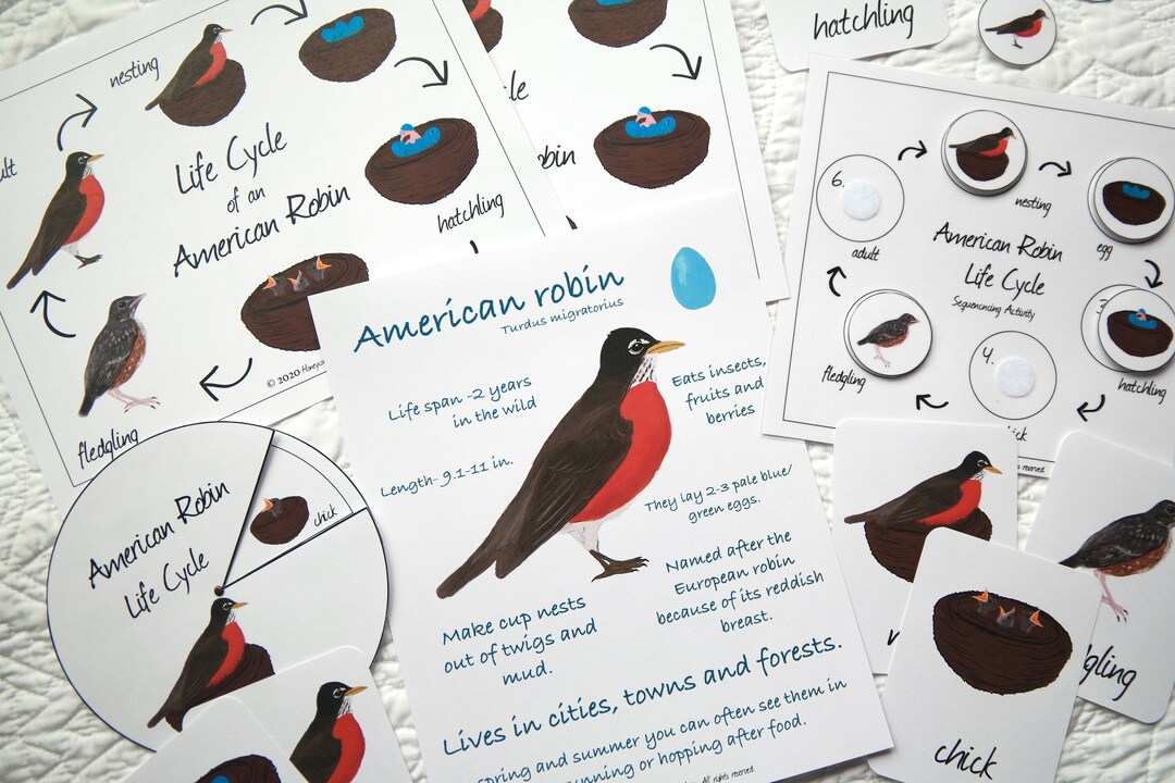 American Robin Mini-bundle - Nature Studies Sequencing Cards, Mini ...