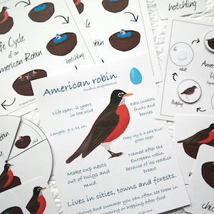 American Robin Mini-bundle - Nature Studies Sequencing Cards, Mini ...