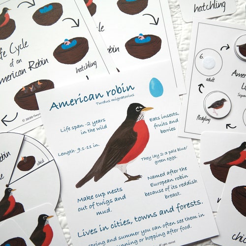 American Robin Mini-bundle Nature Studies Sequencing Cards - Etsy
