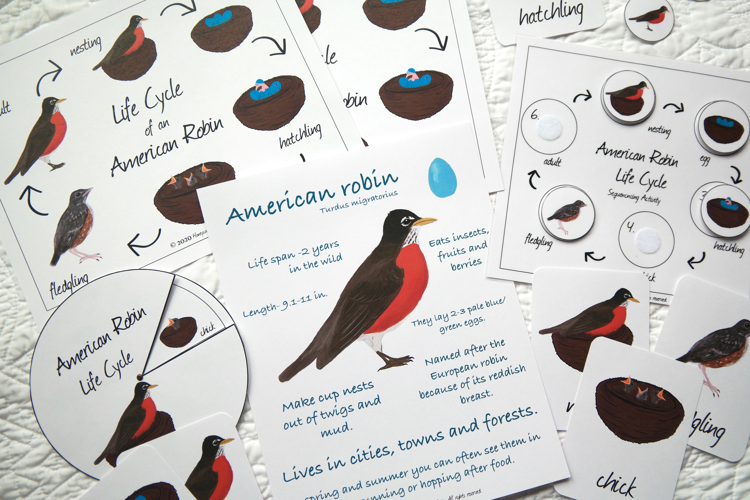American Robin Mini-bundle Nature Studies Sequencing Cards - Etsy
