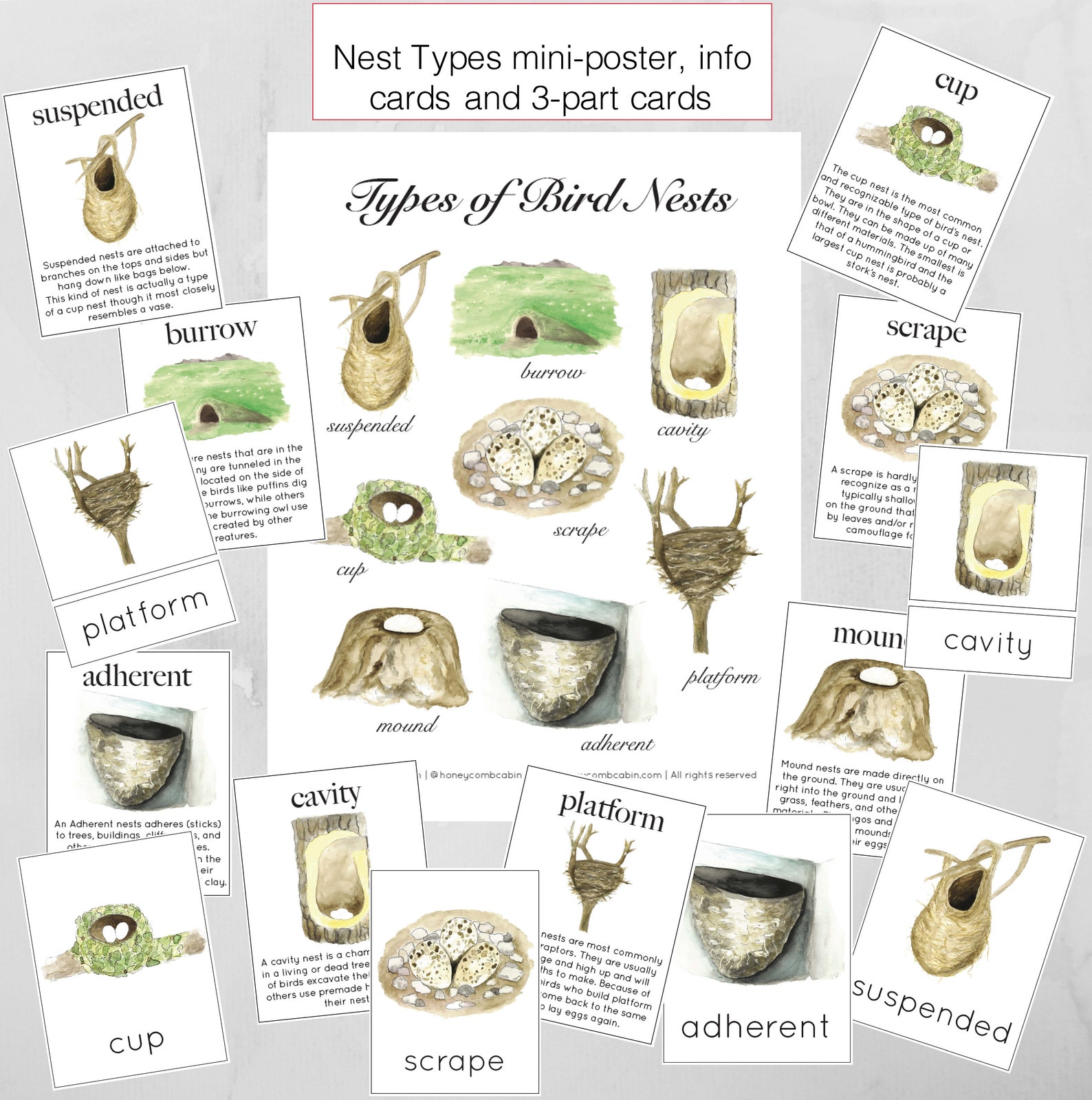 Nests Mini-bundle Charlotte Mason Homeschool Nature Studies - Etsy