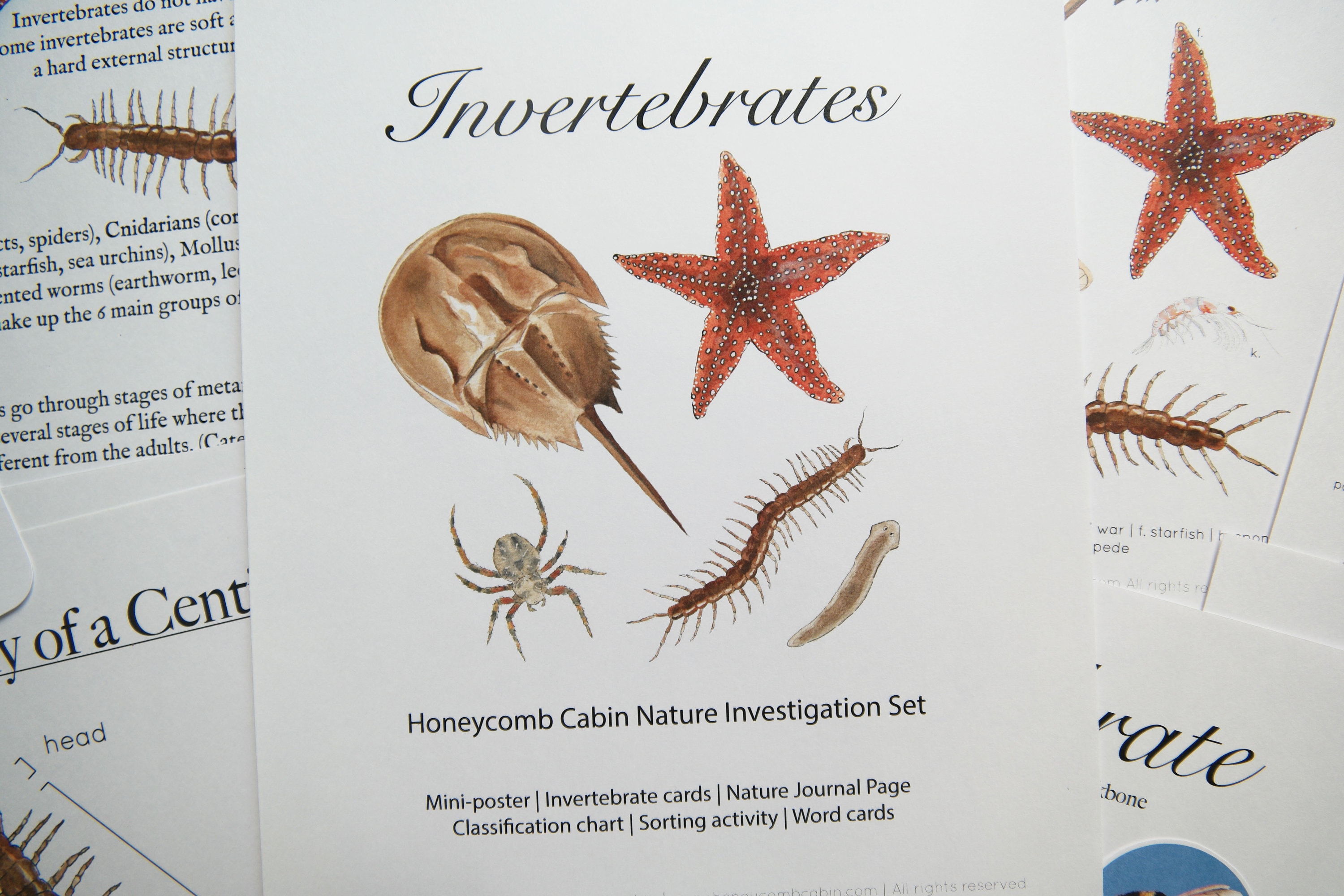 Invertebrate Bundle Charlotte Mason Homeschool Educational | Etsy