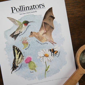 Wildflower and Pollinator Bundle | Charlotte Mason Homeschool ...