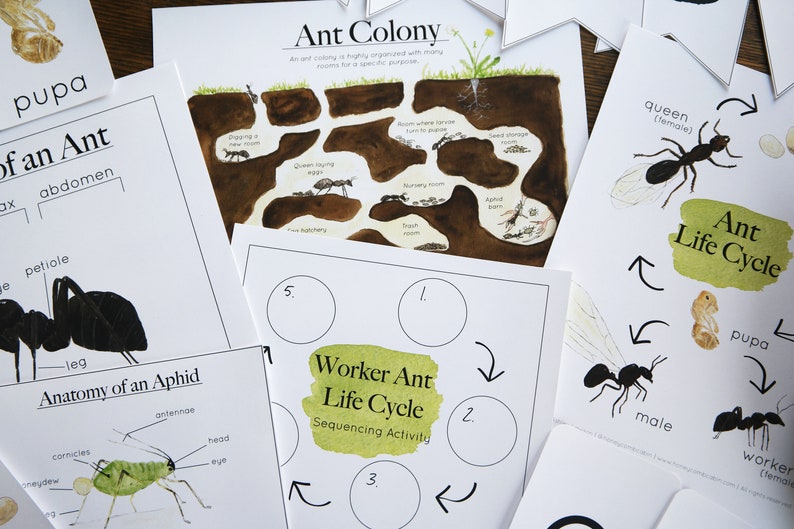 Ant Bundle Charlotte Mason Nature Study Homeschool Printable - Etsy