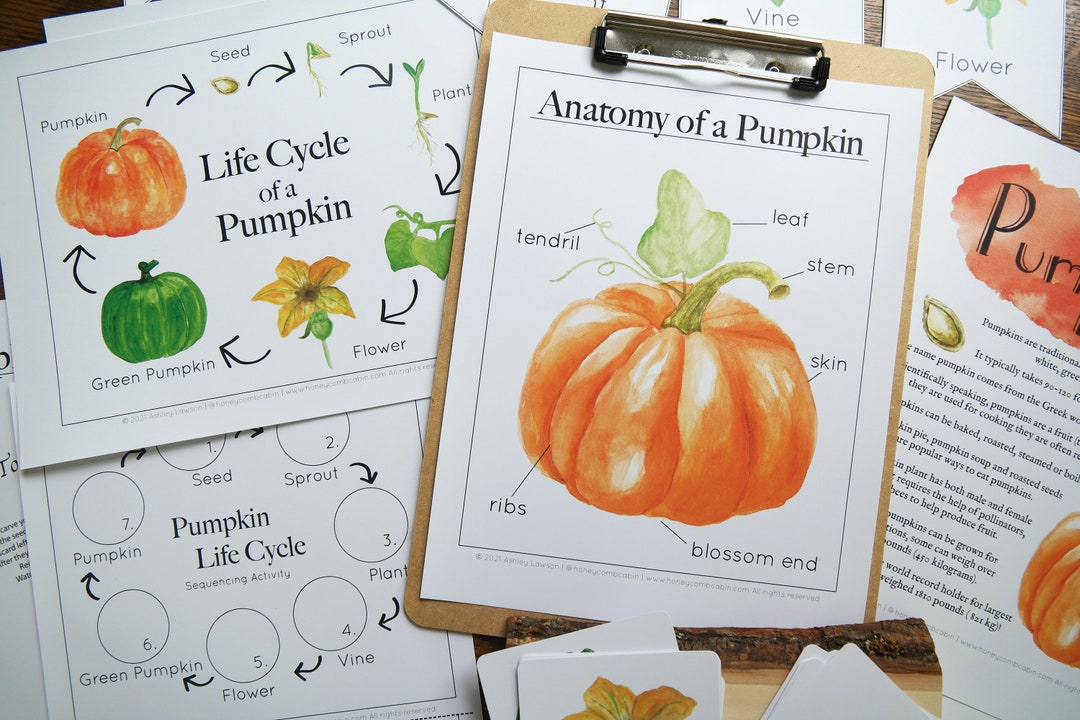 Pumpkin Nature Table/unit Study Bundle - Etsy