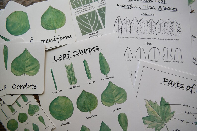 Leaf Bundle Charlotte Mason Leaves Homeschool Nature Study | Etsy