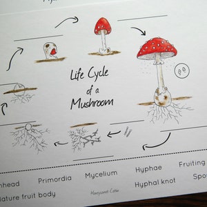 Mushroom Life Cycle mini-poster with leveled age sheets | Etsy