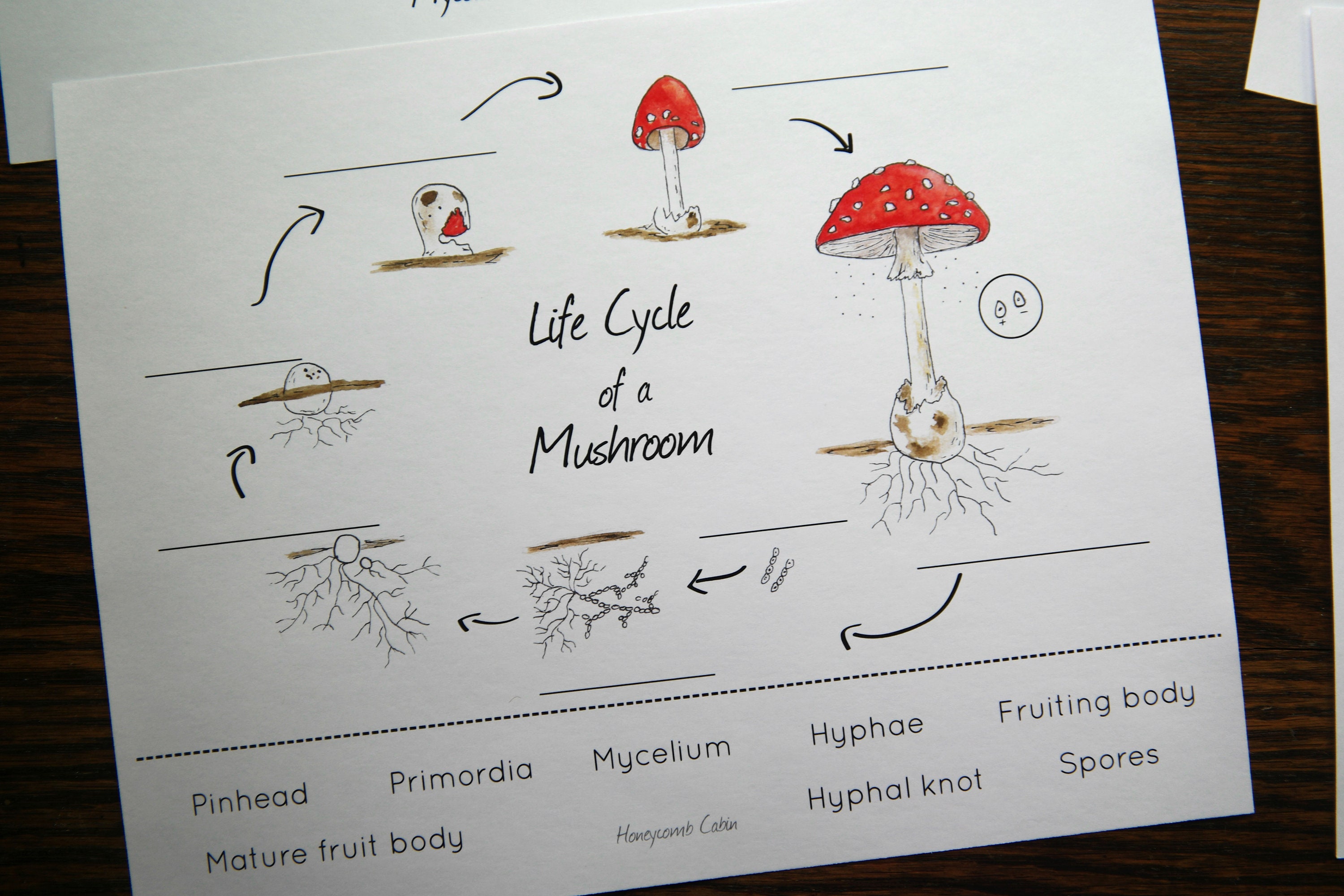 Mushroom Life Cycle Mini-poster With Leveled Age Sheets | Etsy