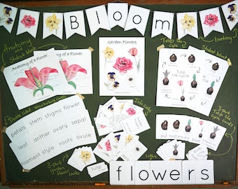 Butterfly Bundle Charlotte Mason Nature Study Homeschool | Etsy