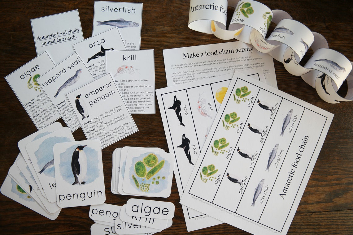 Antarctic Food Chain Mini Study With Cards and Activity | Etsy