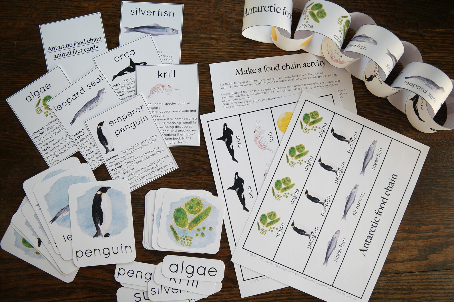 Antarctic food chain mini study with cards and activity | Etsy
