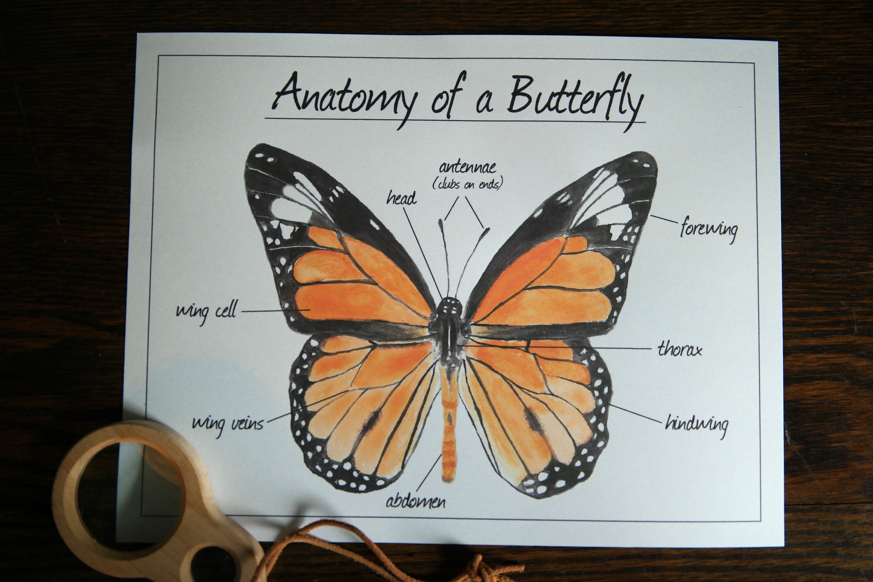Butterfly Anatomy Diagram