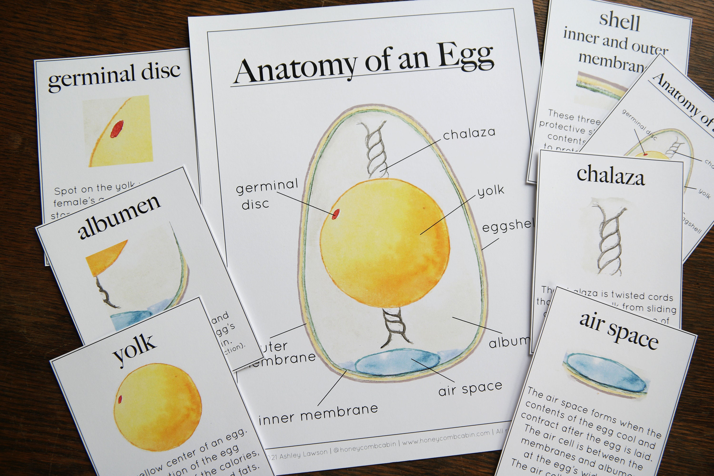 Anatomía del huevo: anatomía hoja de estudiante y tarjetas - Etsy México