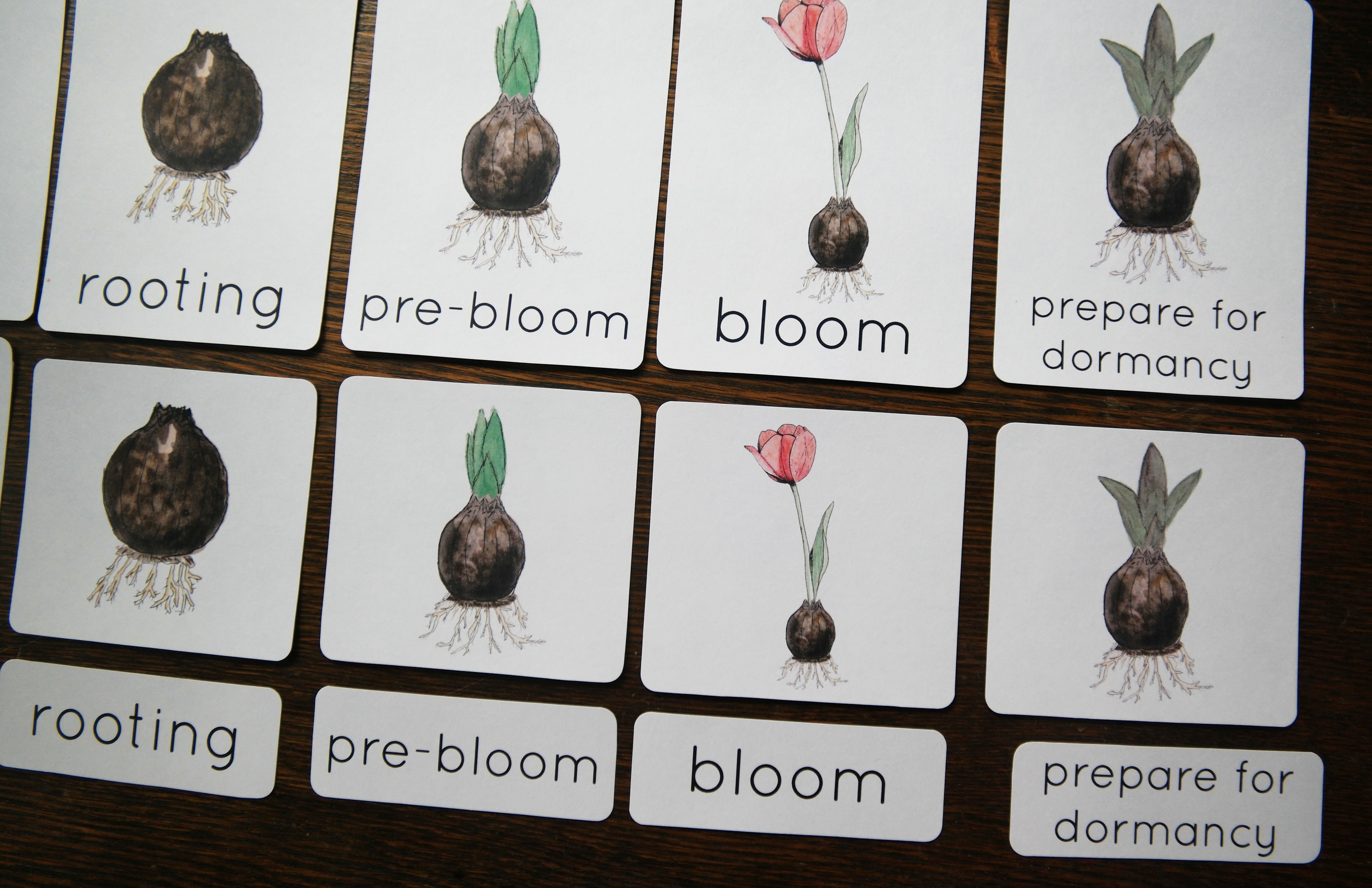 Tulip Life Cycle and 3-part Cards | Charlotte Mason Nature Study ...
