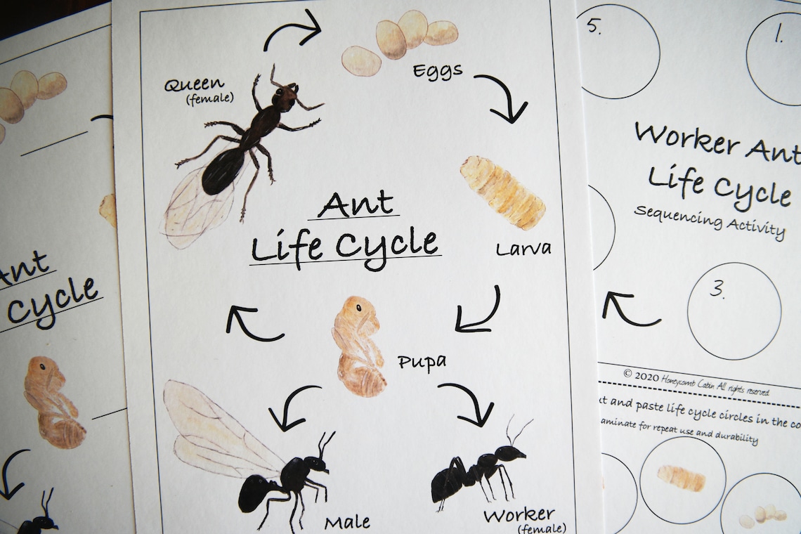 Ant Life Cycle Mini-poster and Sequencing Activity - Etsy