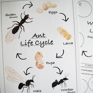 Ant Life Cycle Mini-poster and Sequencing Activity - Etsy