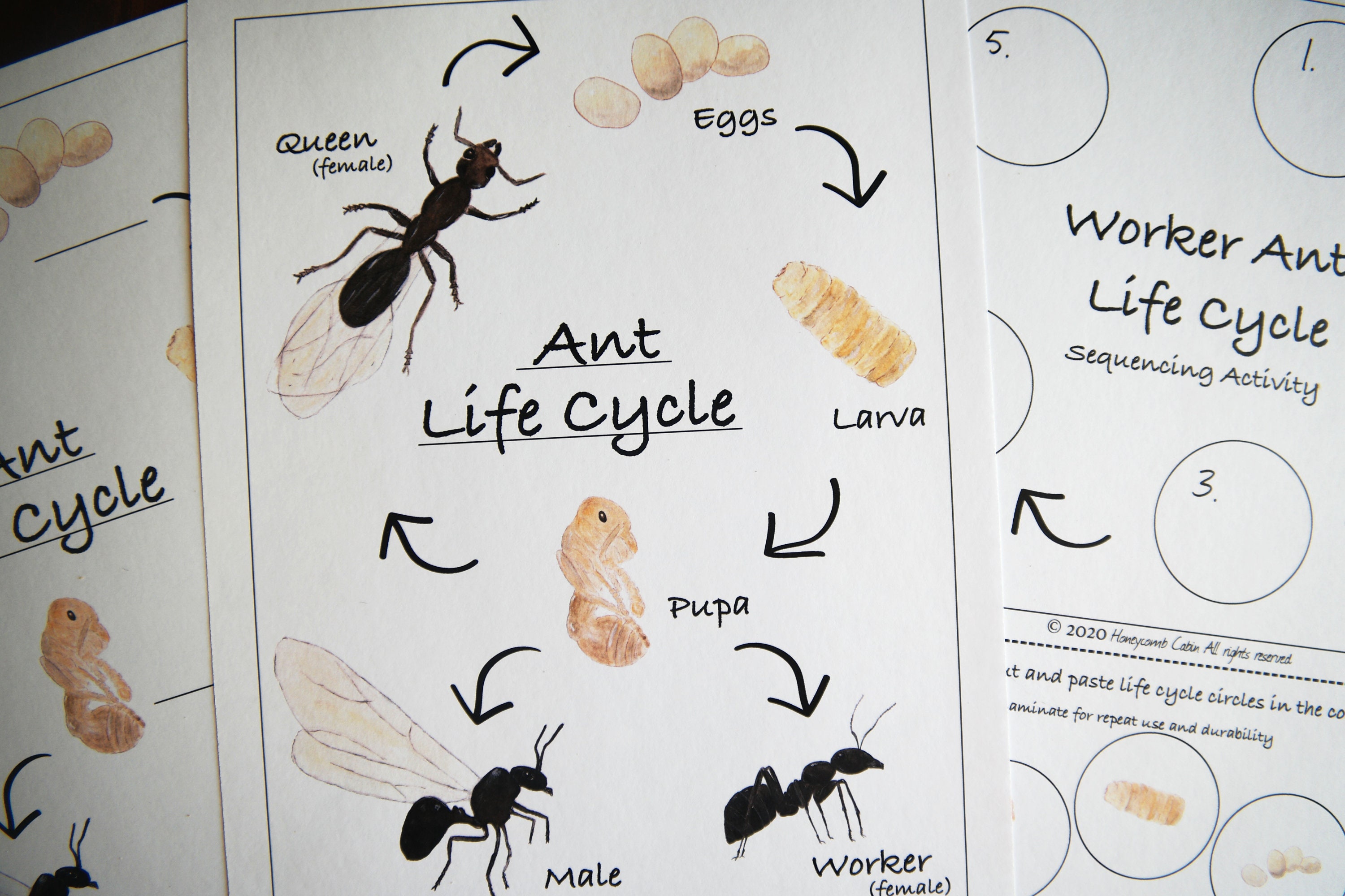 Ant Life Cycle Mini-Poster and Sequencing activity | Etsy