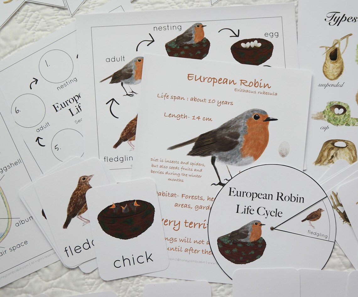 European Robin Life Cycle Charlotte Mason Homeschool Nature - Etsy UK