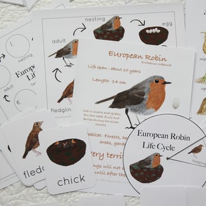 European Robin Life Cycle | Charlotte Mason Homeschool Nature Study ...