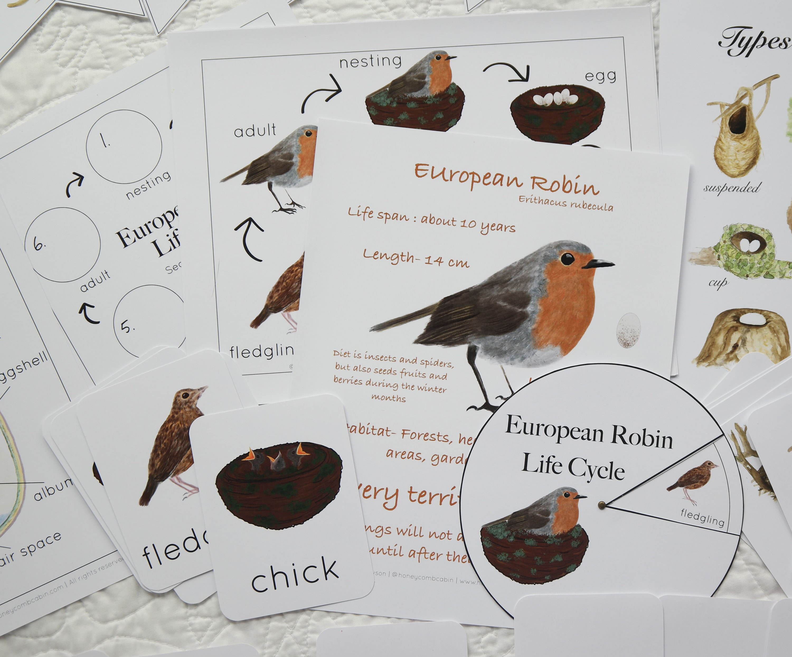 European Robin Life Cycle Charlotte Mason Homeschool Nature - Etsy UK