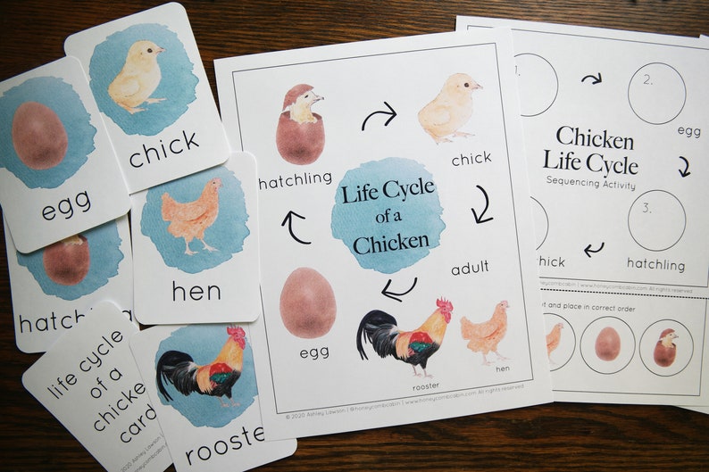 Chicken Life Cycle Set | Etsy