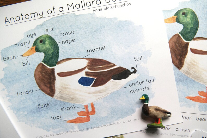 Pond Bundle Mallard Koi Frog Life Cycle Charlotte Mason | Etsy