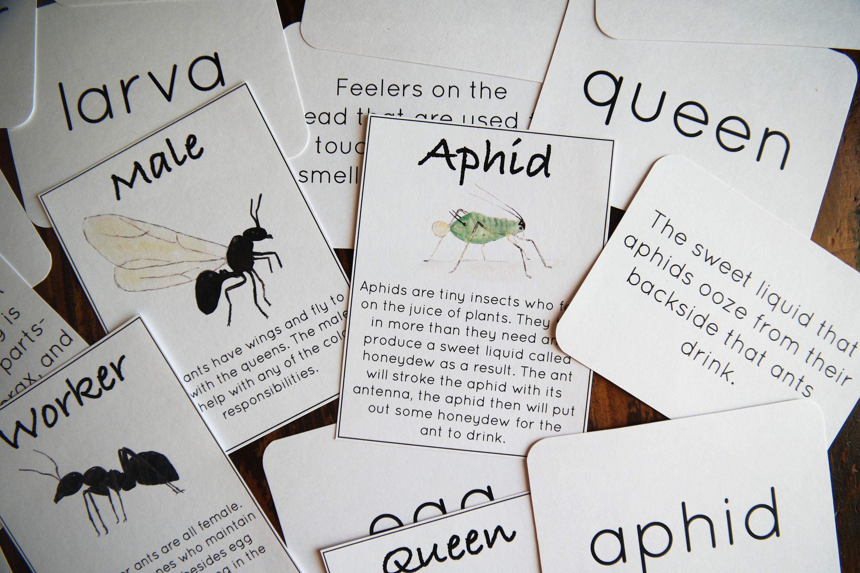 Ant Vocabulary Cards - Etsy UK