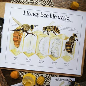 Honey Bee Life Cycle & Cards | Charlotte Mason Nature Educational ...