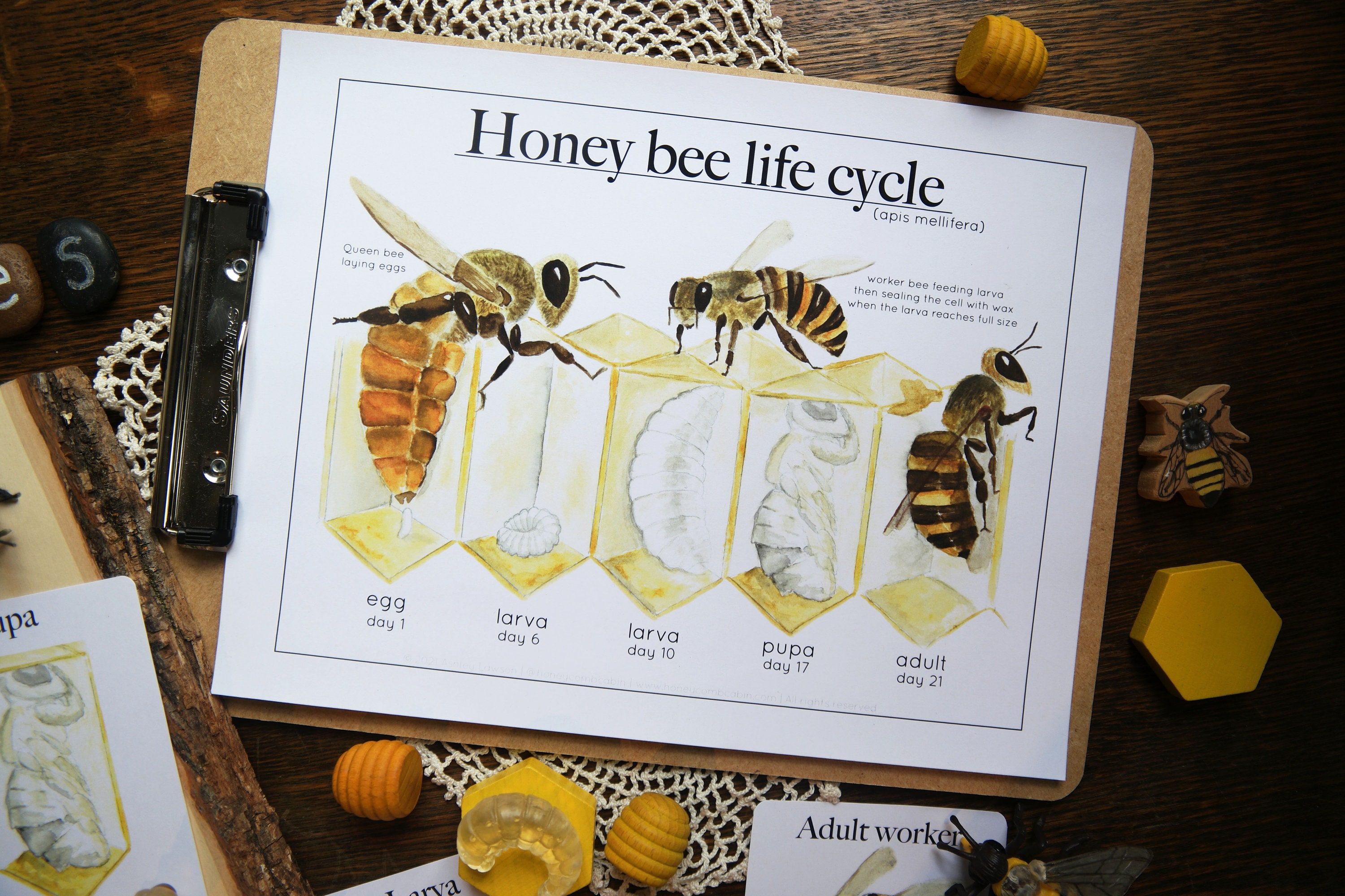Honey Bee Life Cycle & Cards Charlotte Mason Nature - Etsy