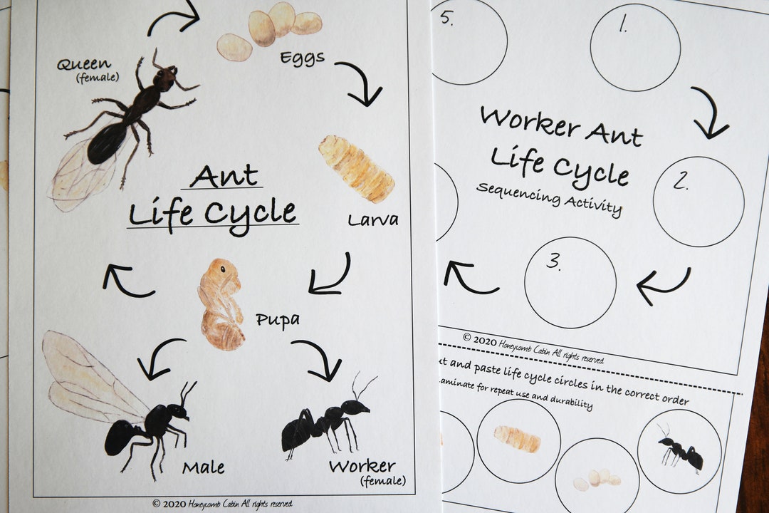 Ant Life Cycle Mini-poster and Sequencing Activity - Etsy