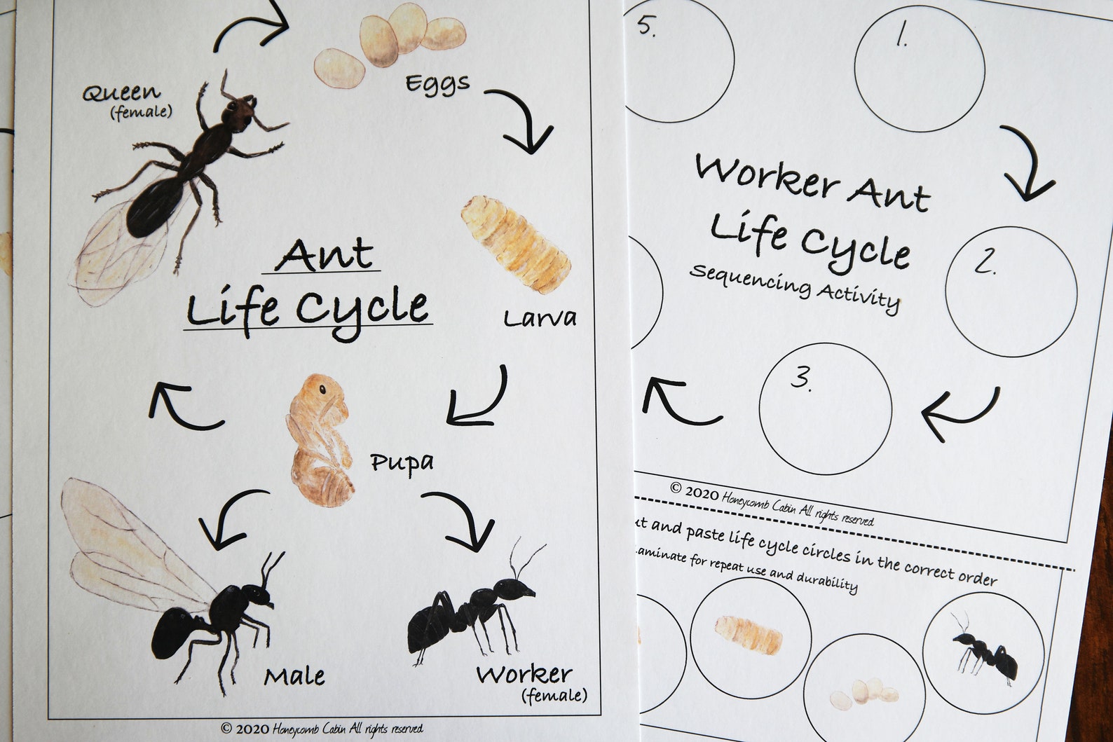 Ant Life Cycle Mini-poster and Sequencing Activity - Etsy