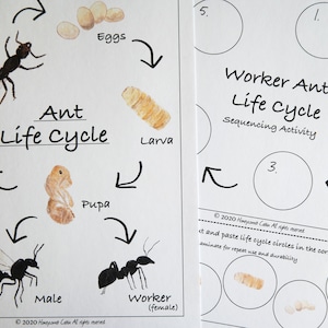 Ant Life Cycle Mini-poster and Sequencing Activity - Etsy