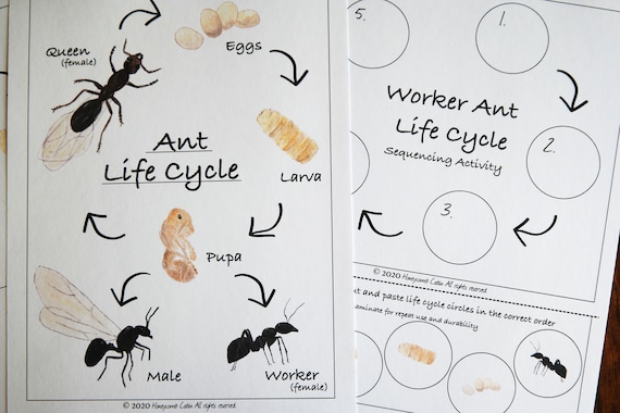 Ant Life Cycle Mini-poster and Sequencing Activity - Etsy