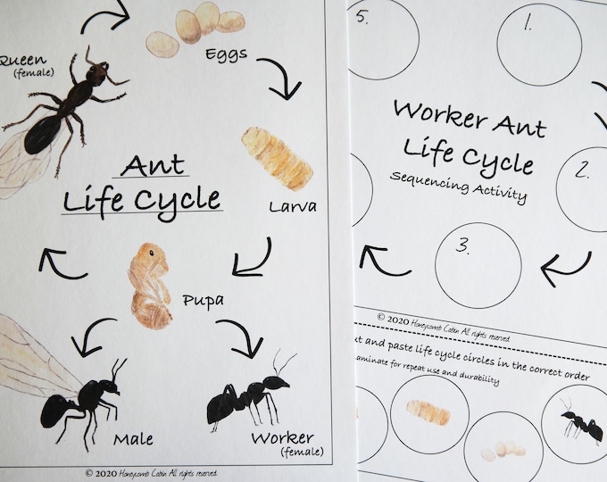 Black Garden Ant Anatomy Life Cycle - Etsy Canada