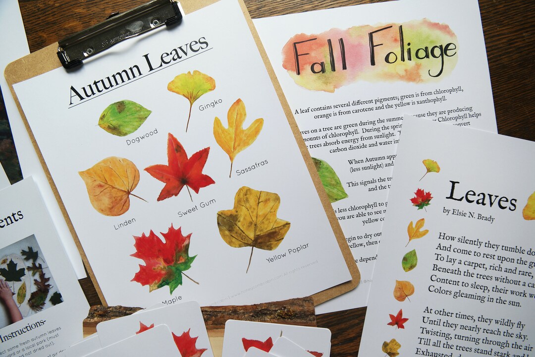 Autumn Leaves Mini | Charlotte Mason Fall Nature Study - Etsy