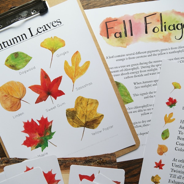 Fall Mini Unit - Etsy