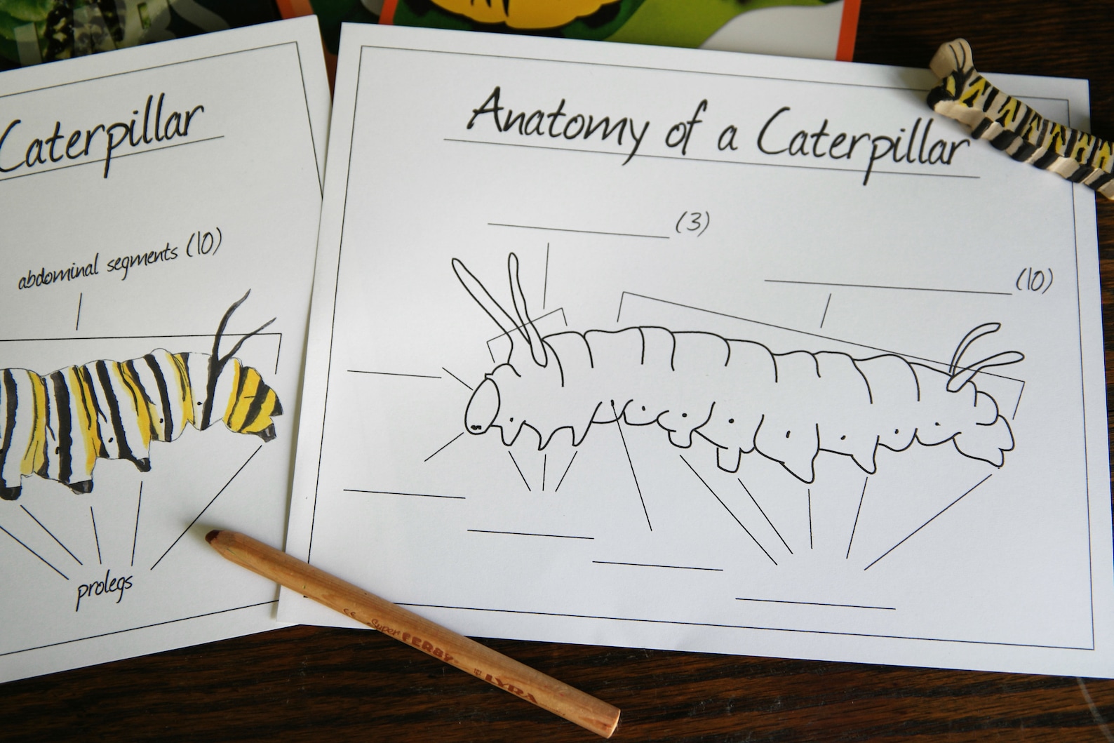 Anatomy of a Caterpillar - Mini-poster and Printable - Etsy