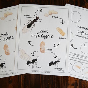 Ant Life Cycle Mini-poster and Sequencing Activity - Etsy
