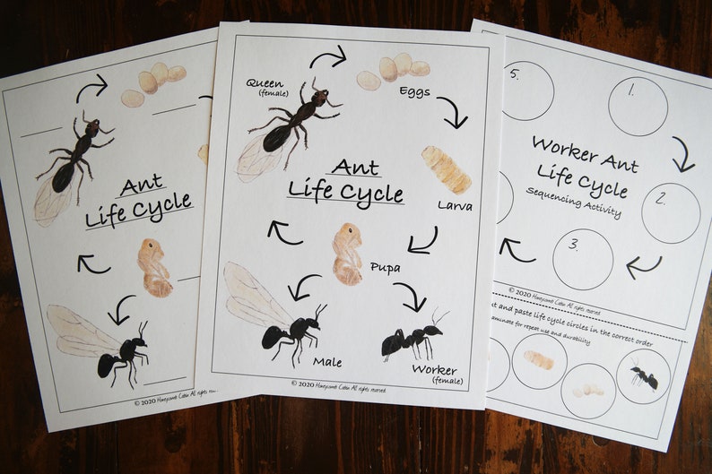 Ant Life Cycle Mini-poster and Sequencing Activity - Etsy