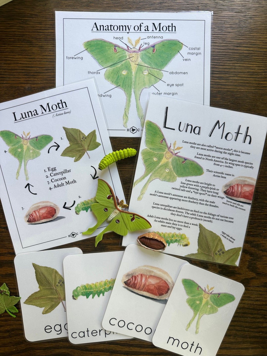 Luna Moth Life Cycle Kit Learning Physical Copy | Mini Posters & Life ...