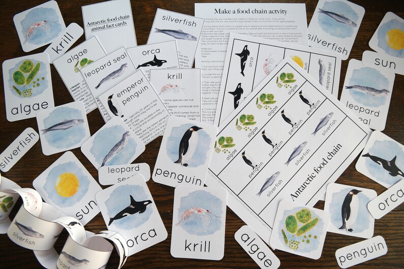Antarctic Food Chain Mini Study With Cards and Activity | Etsy