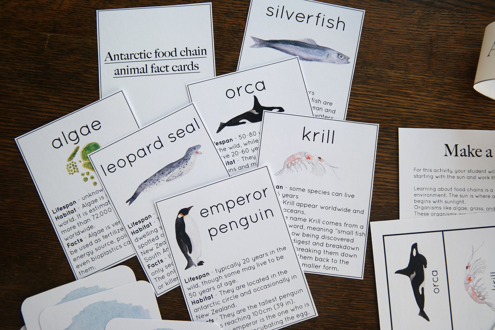 Antarctic Food Chain Mini Study With Cards and Activity | Etsy